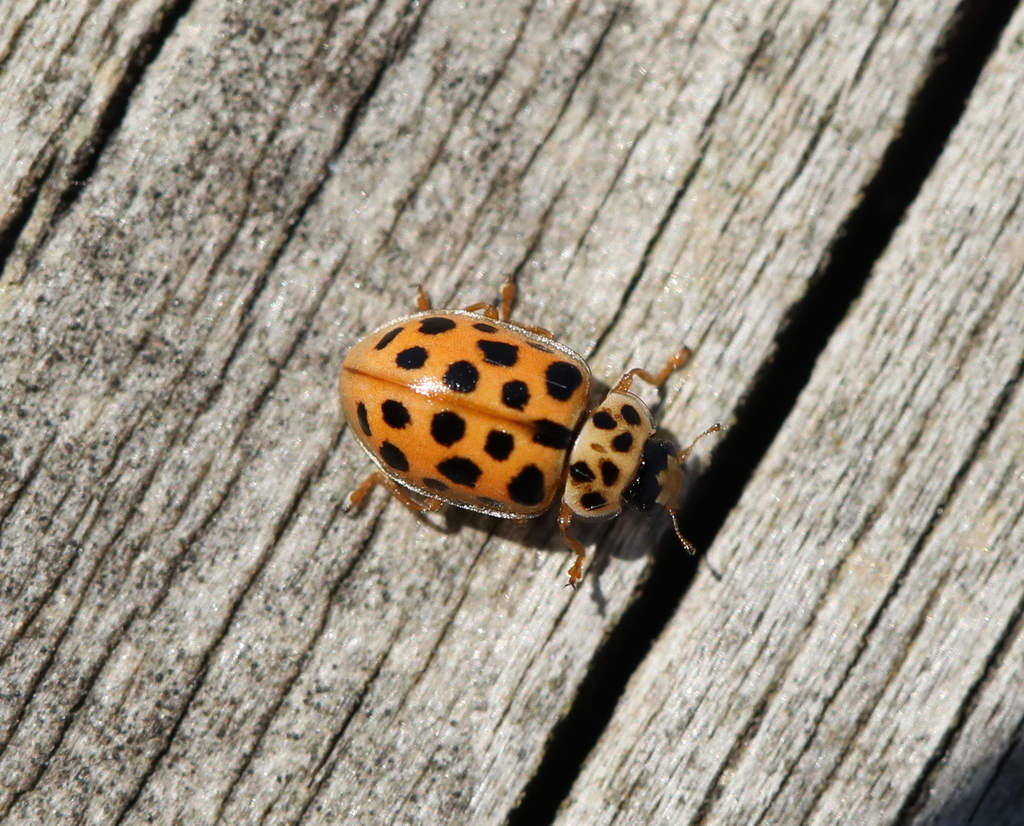 Water Ladybird from Oudalle, France on July 08, 2022 at 09:19 PM by ...