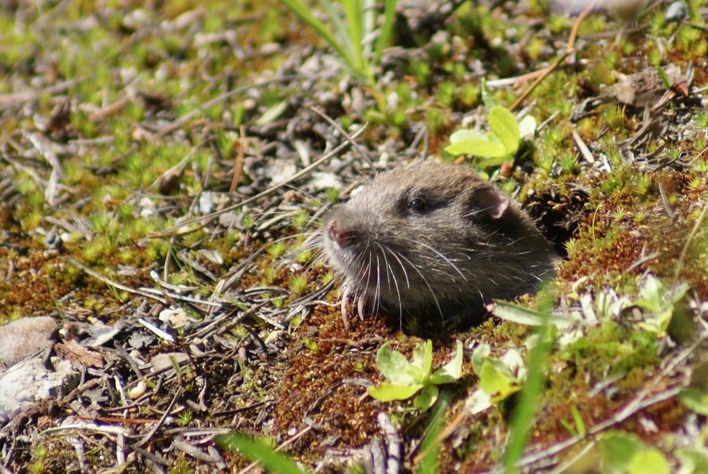 Western Pocket Gophers (Thomomyini) - Know Your Mammals