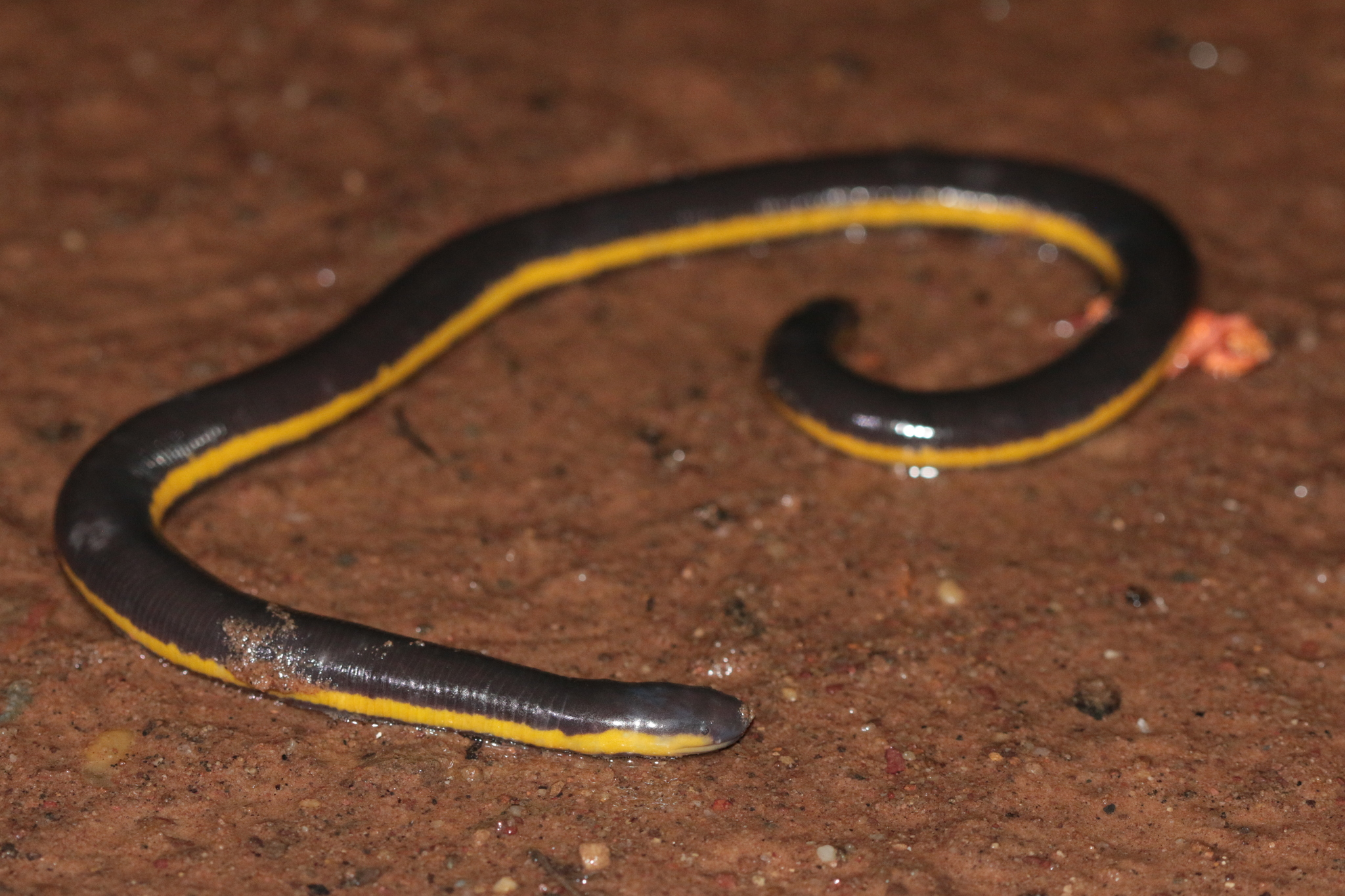 Ichthyophis kohtaoensis Taylor, 1960