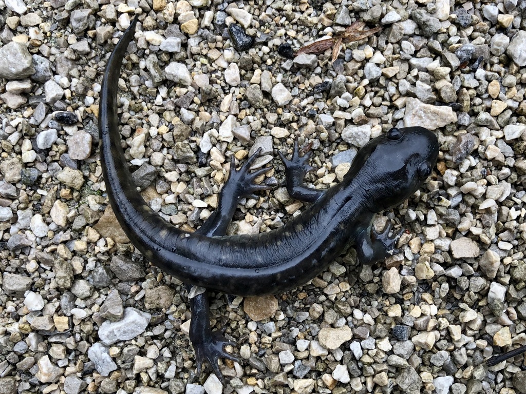 Tiger Salamander in July 2022 by craigbiegler · iNaturalist