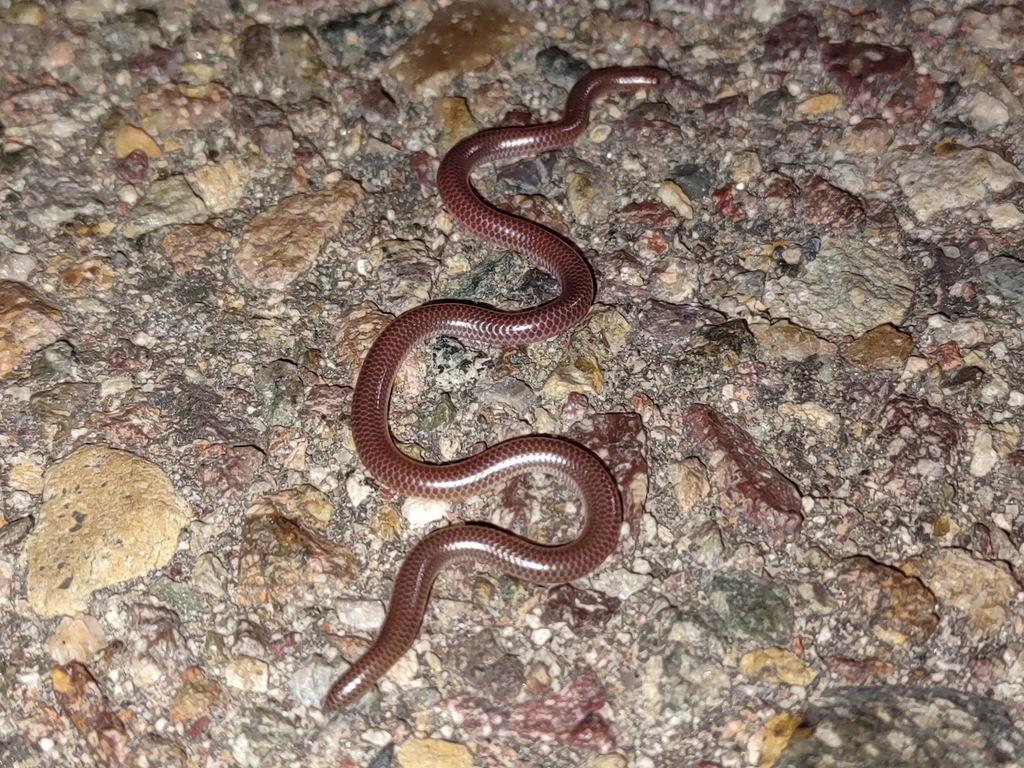 Western Threadsnake from San Diego, CA, USA on July 5, 2022 at 12:45 PM ...