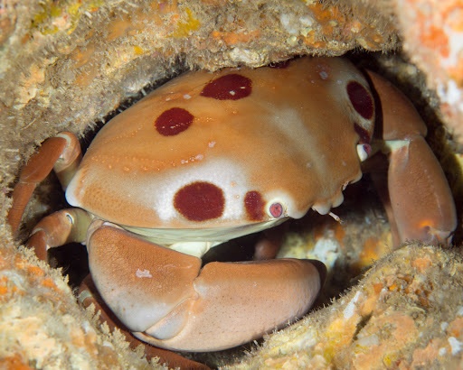 Spotted Reef Crab from Pupukea, HI on July 12, 2015 at 05:56 AM by ...