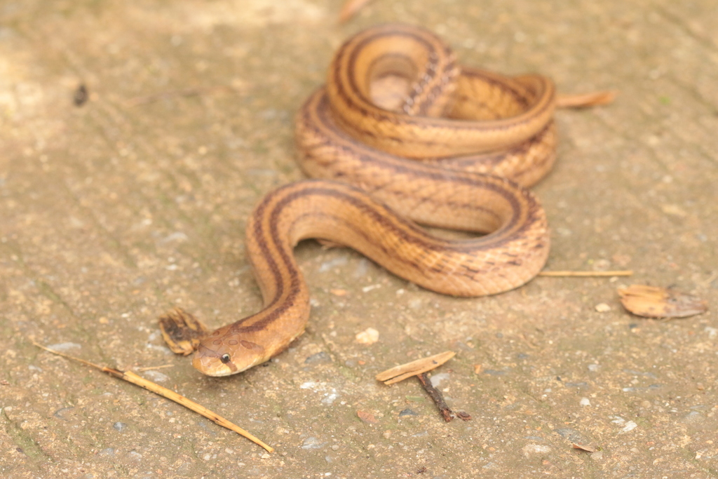Small-banded Kukri Snake in June 2018 by tristanv · iNaturalist