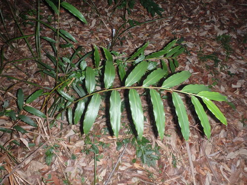 Dwarf Ginger (Alpinia arundelliana) · iNaturalist United Kingdom