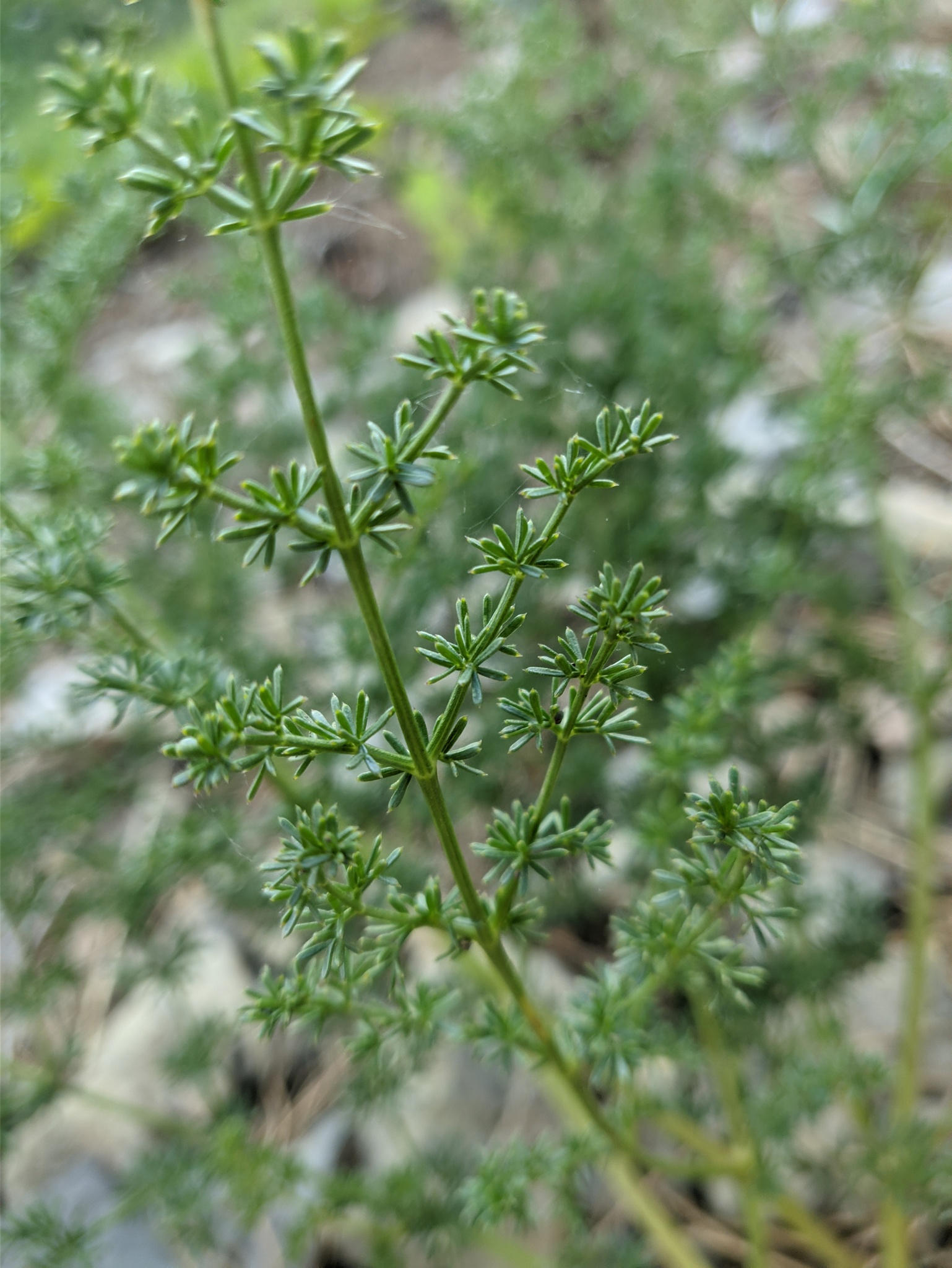 Ferulago campestris (Besser) Grecescu