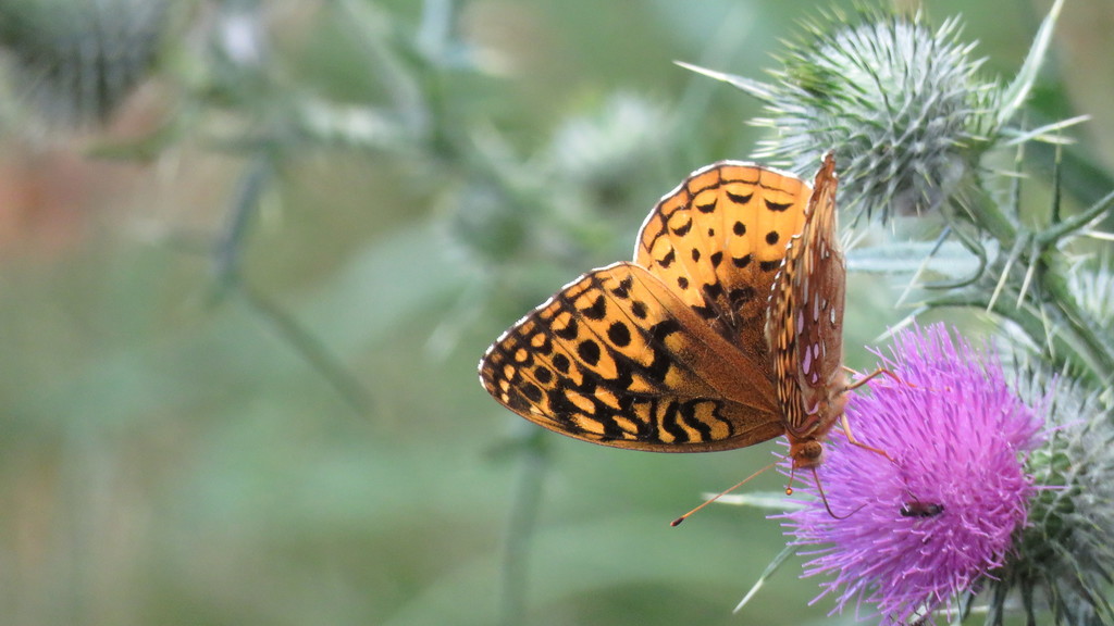 Great Spangled Fritillary from Erie County, PA, USA on August 6, 2016 ...