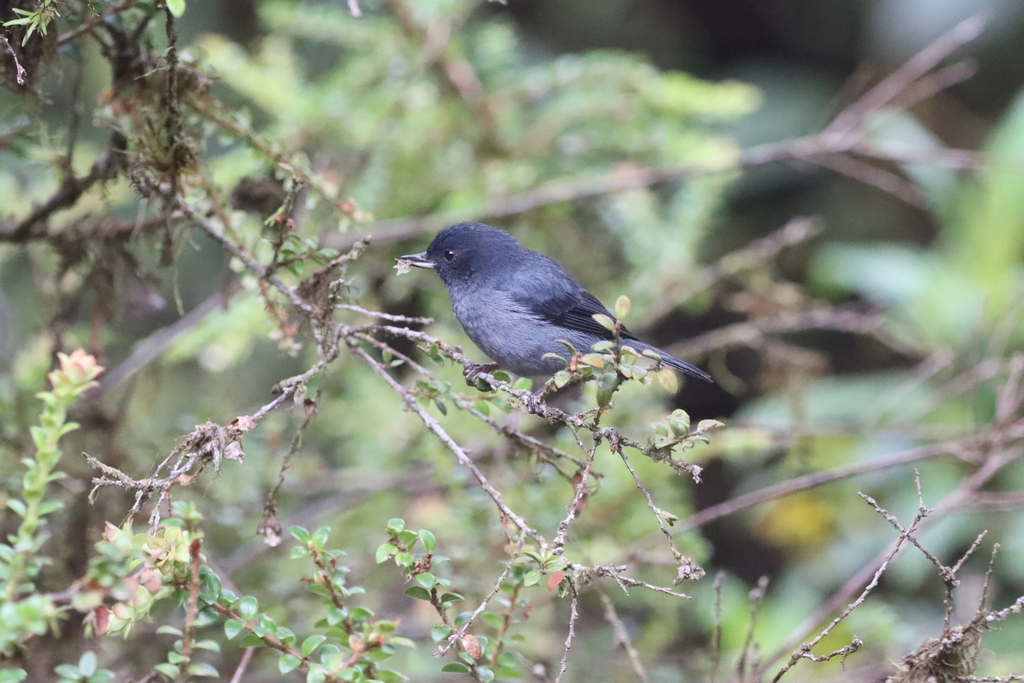 Slaty Flowerpiercer from Cartago Province, Costa Rica on April 06, 2022 ...