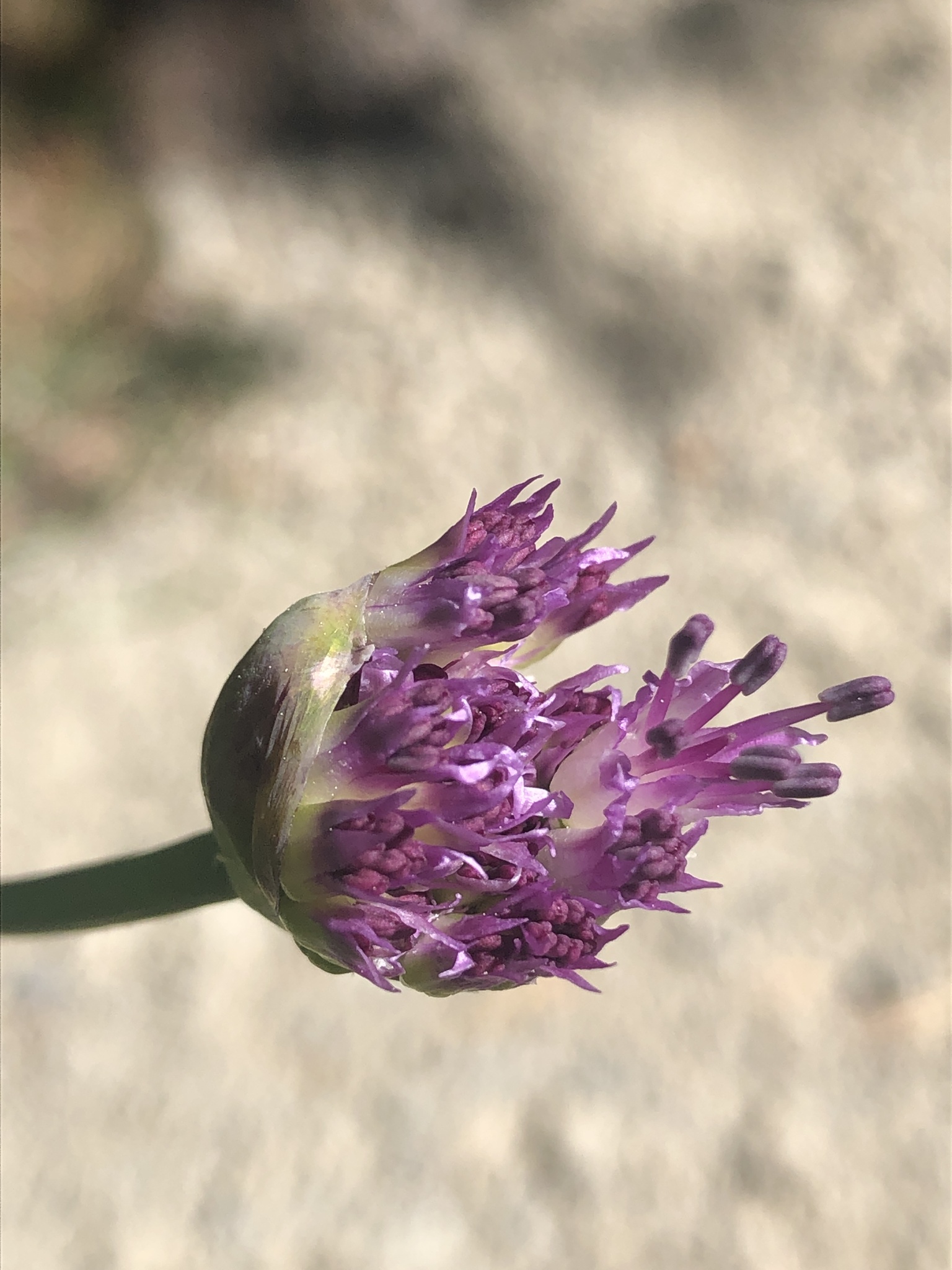Allium validum S.Watson