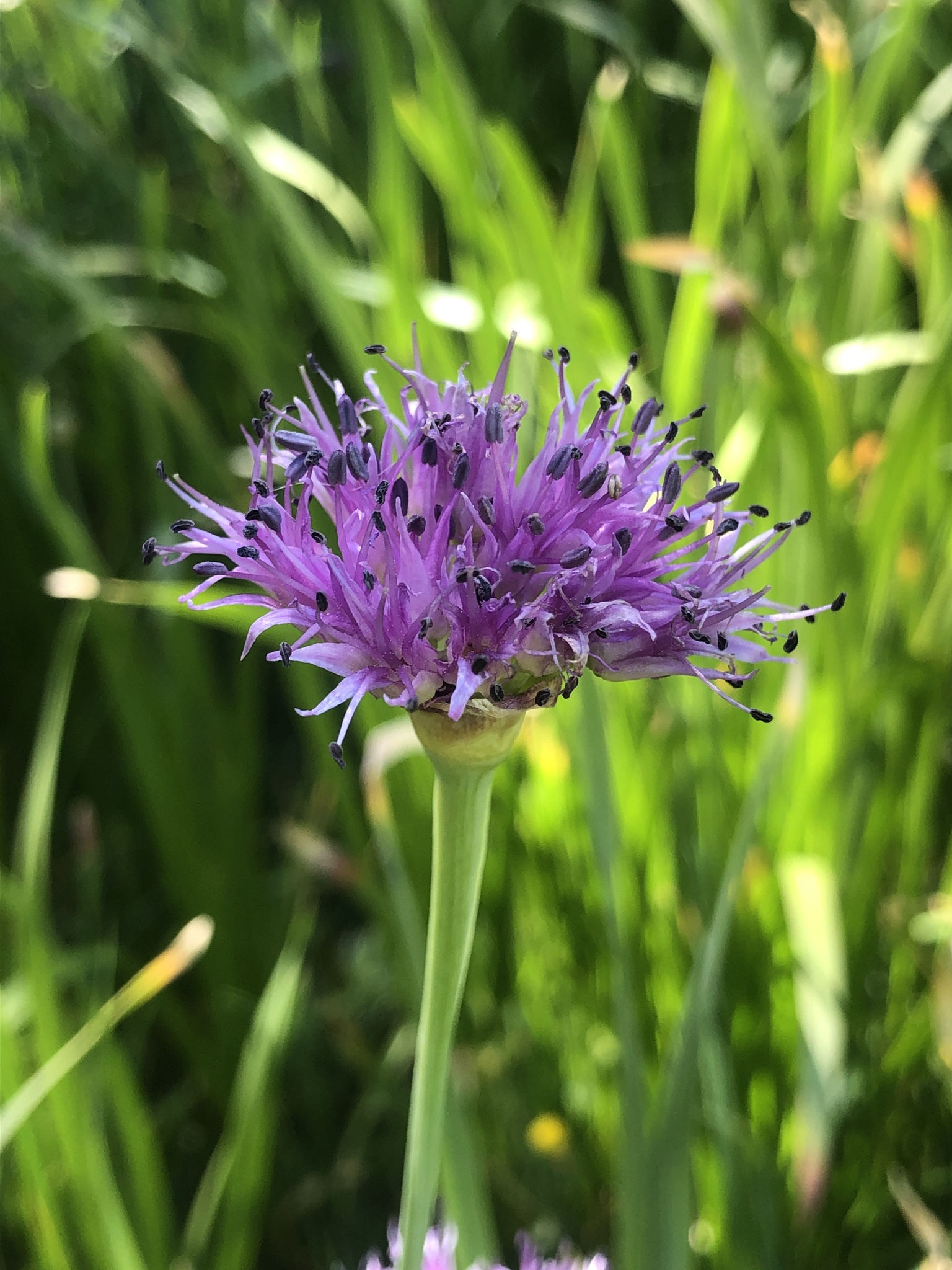 Allium validum S.Watson