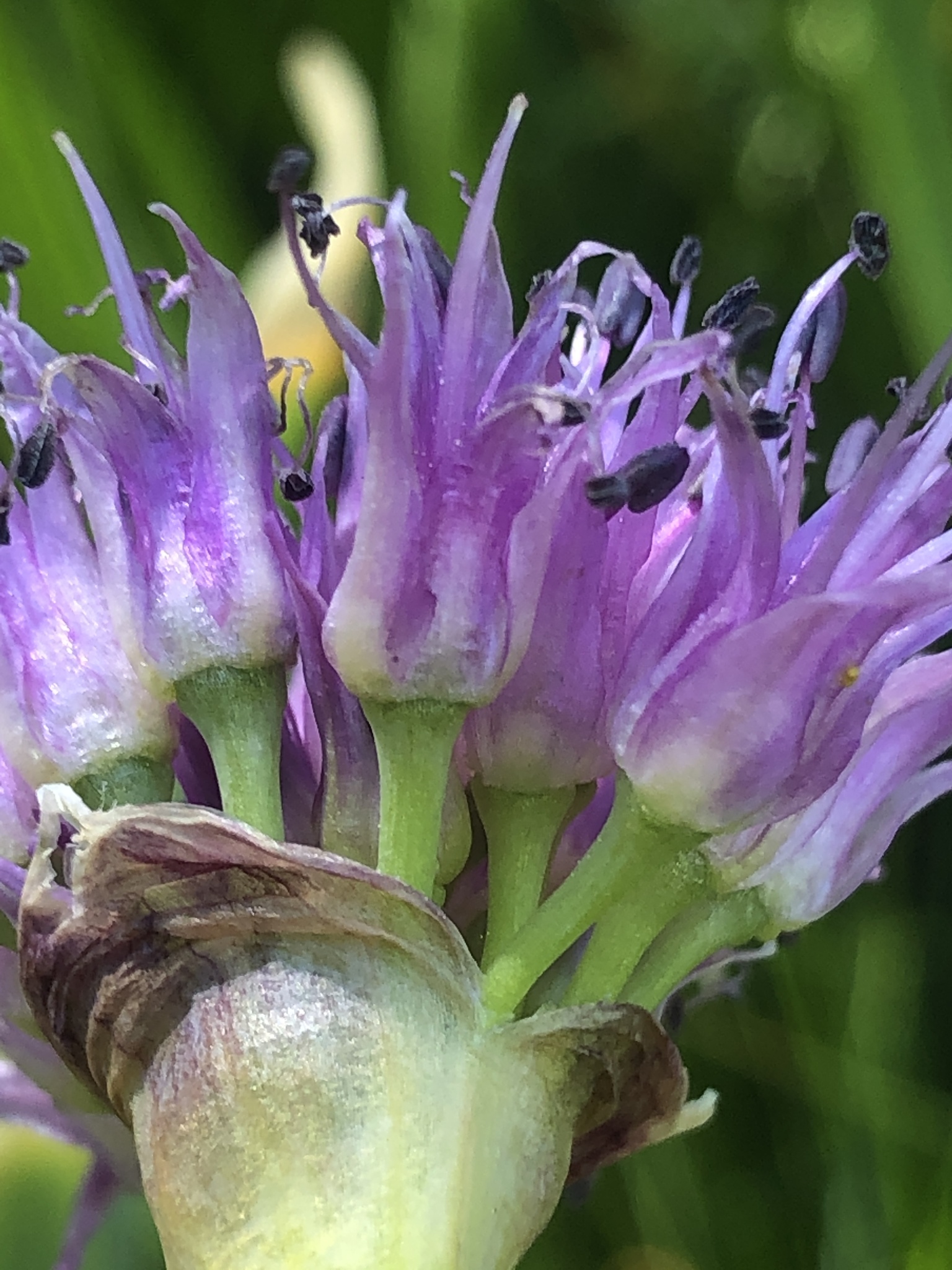 Allium validum S.Watson