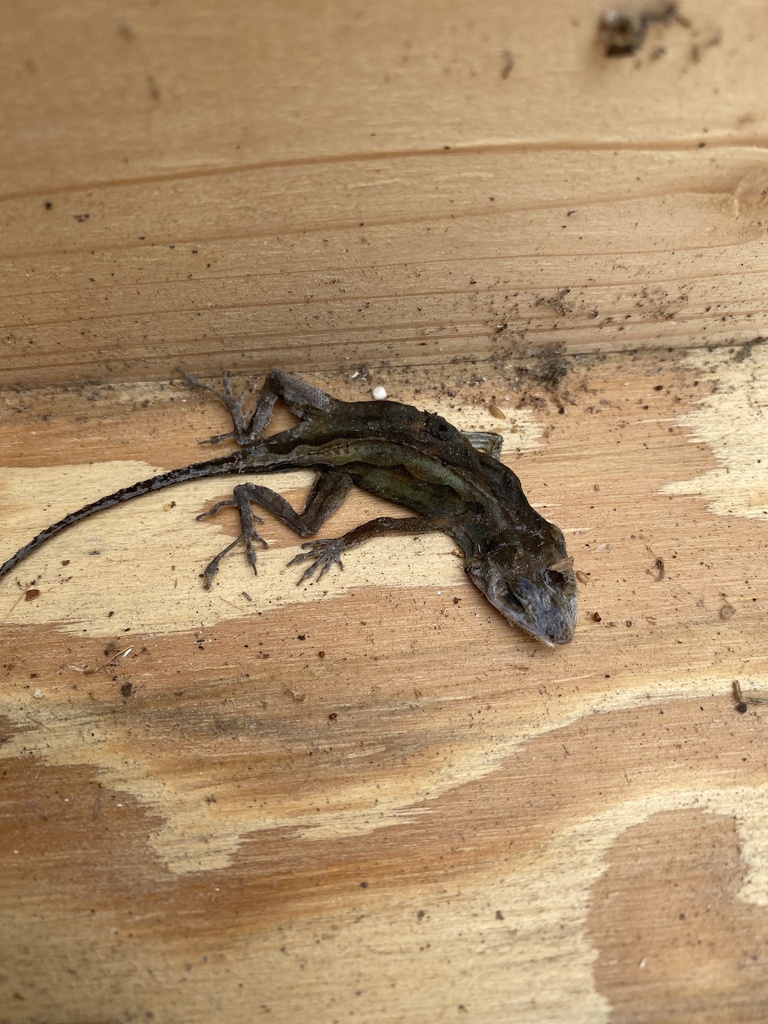 Brown Anole from Jackson County, US-NC, US on July 04, 2022 at 05:15 PM ...