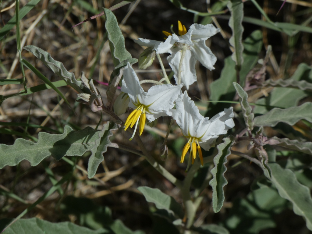 silverleaf nightshade from Supper Rock, Albuquerque, NM 87123, USA on ...