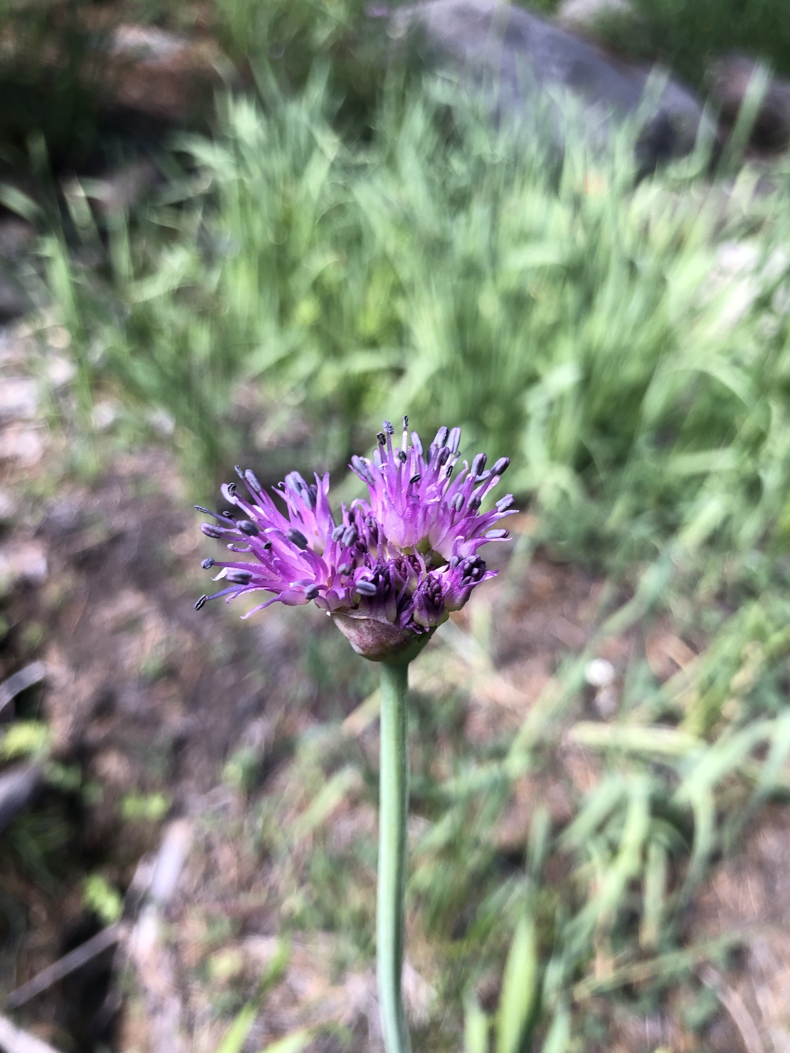 Allium validum S.Watson