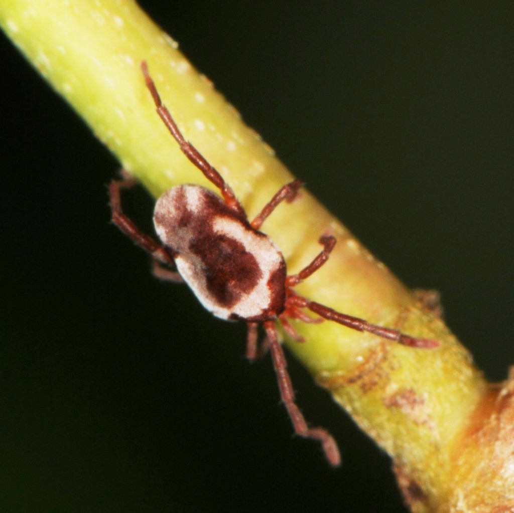 Leptus (Putnam County Site Observations - non-Insect Arthropods ...