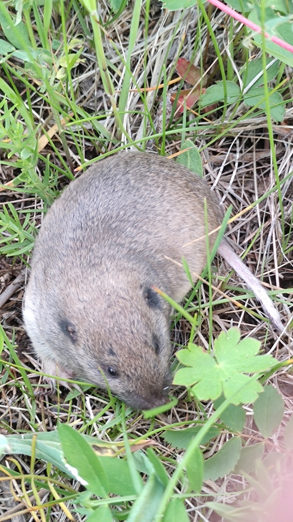 Northern Pocket Gopher (Thomomys talpoides) - Know Your Mammals