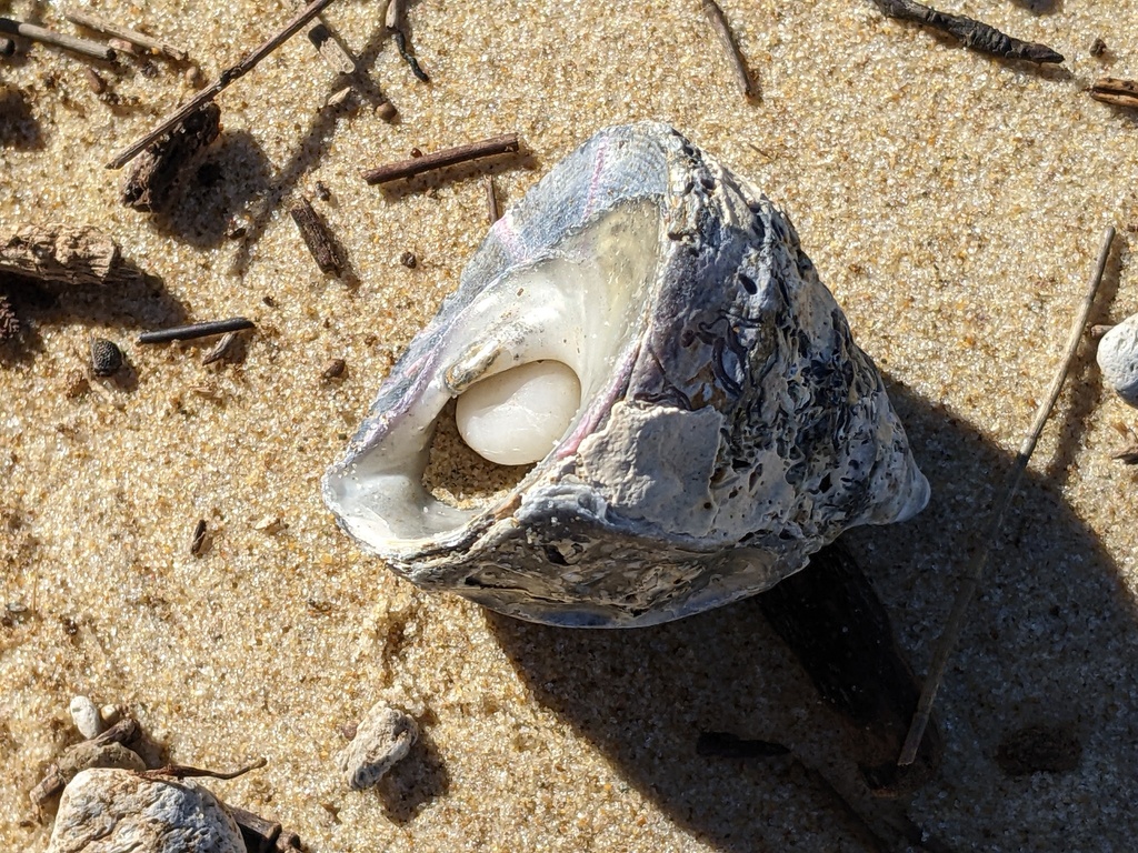 Common Tent Shell from Valla Beach NSW 2448, Australia on July 08, 2022 ...
