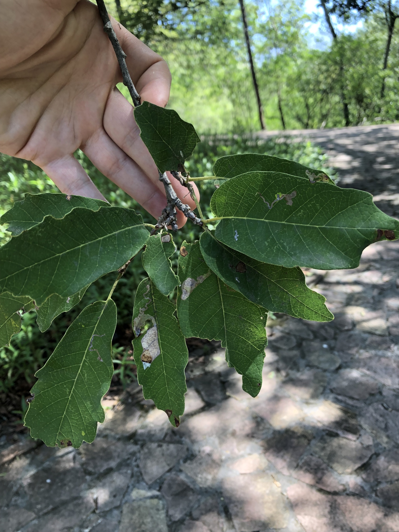 Quercus polymorpha Schltdl. & Cham.