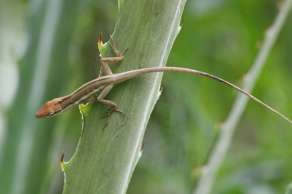Puerto Rican Anole from Bosque Estatal de Guánica, Guánica 00653 ...