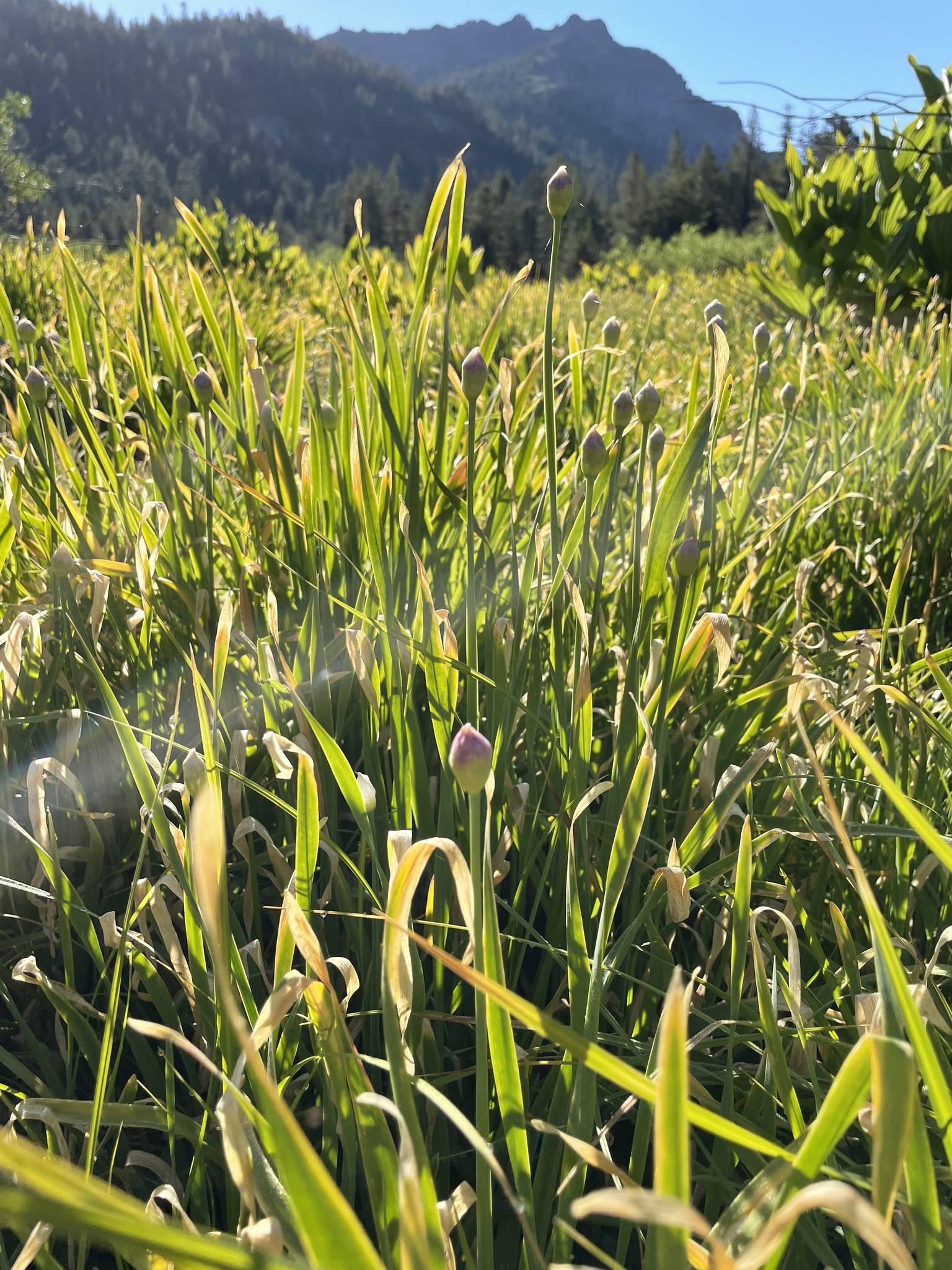 Allium validum S.Watson