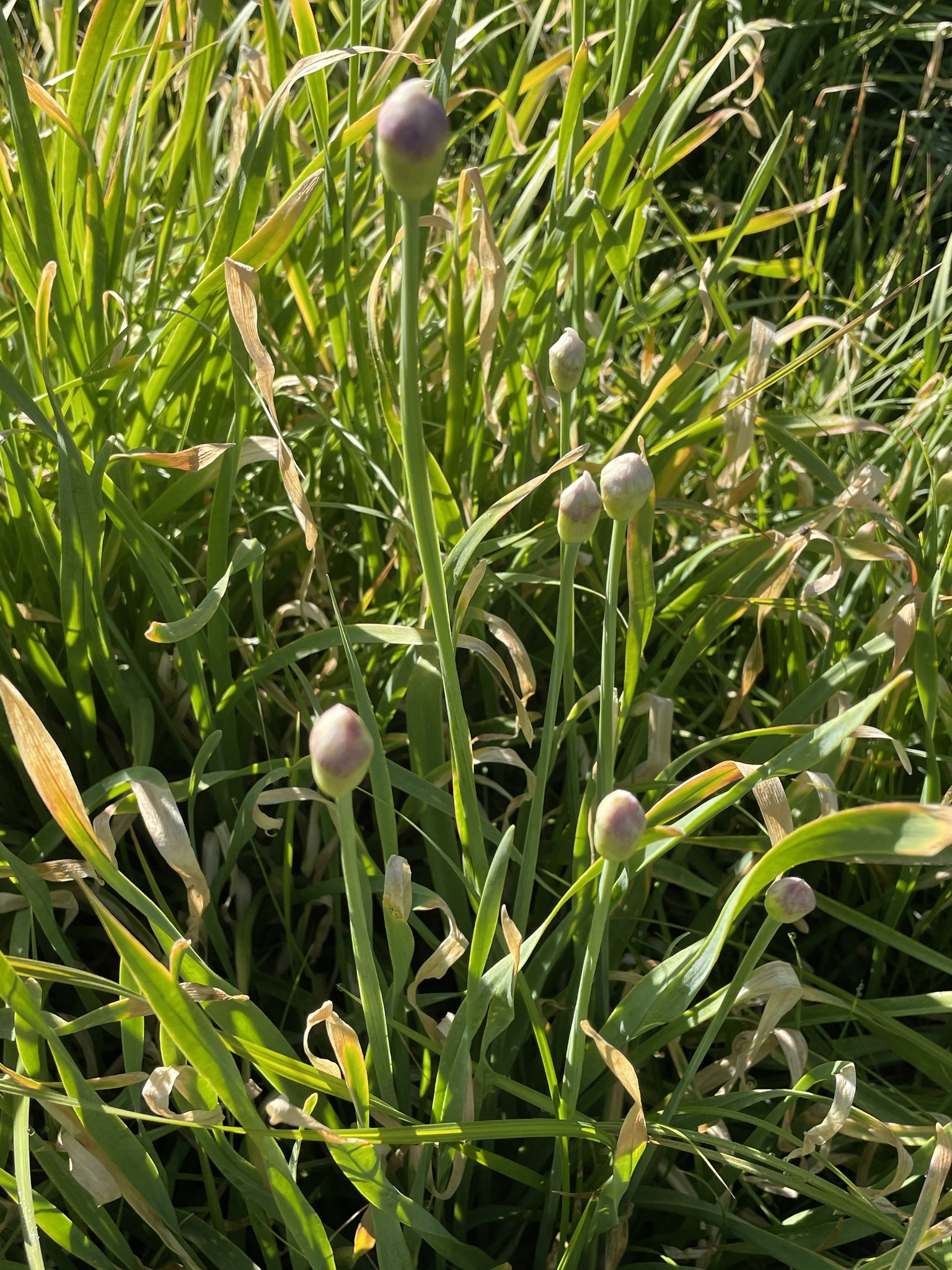 Allium validum S.Watson