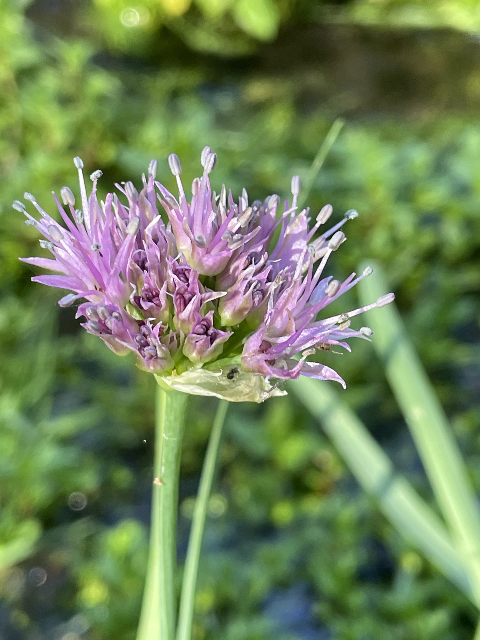 Allium validum S.Watson