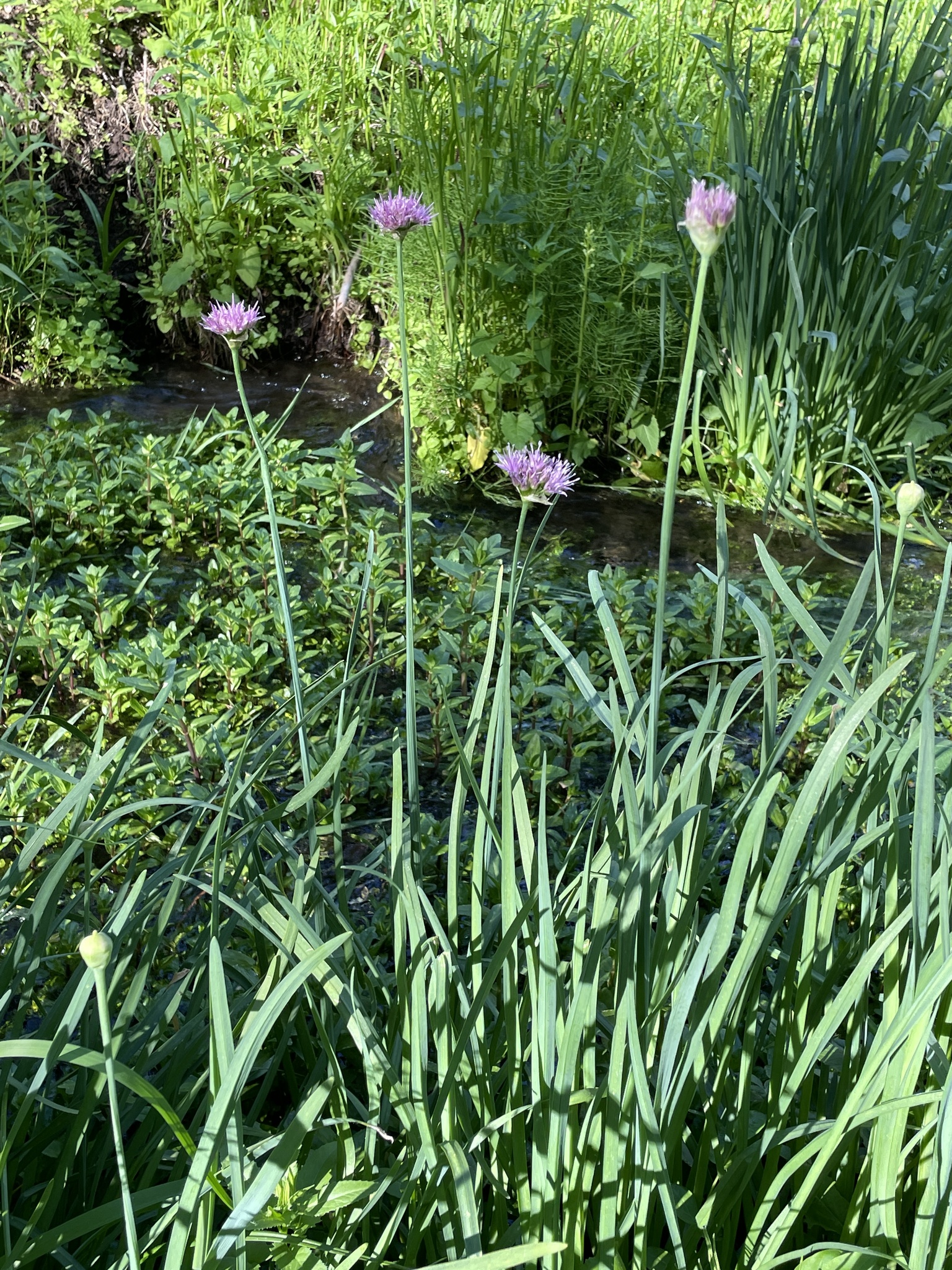 Allium validum S.Watson