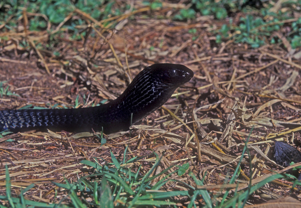 Black Tree Snake from Kakamega Natl Reserve, Kenya on January 15, 1988 ...