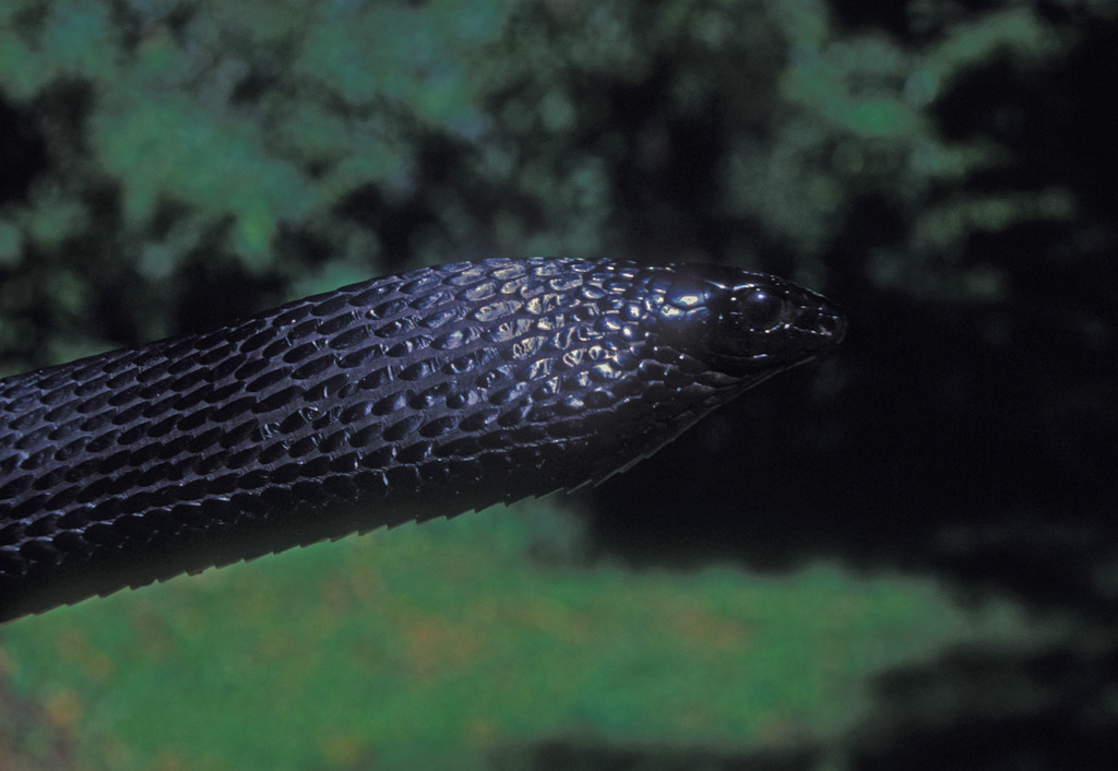 Black Tree Snake (Thrasops jacksonii) - Snakes and Lizards