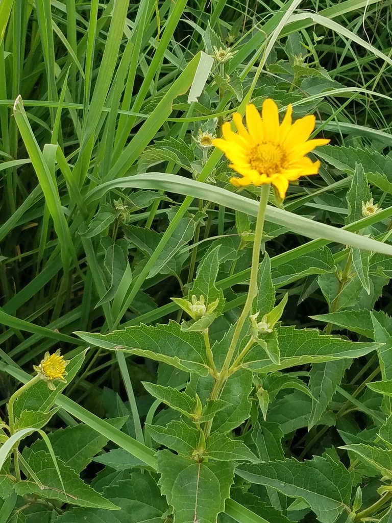 false sunflower from Pine Cir, Harrisburg, SD, US on July 05, 2022 at ...