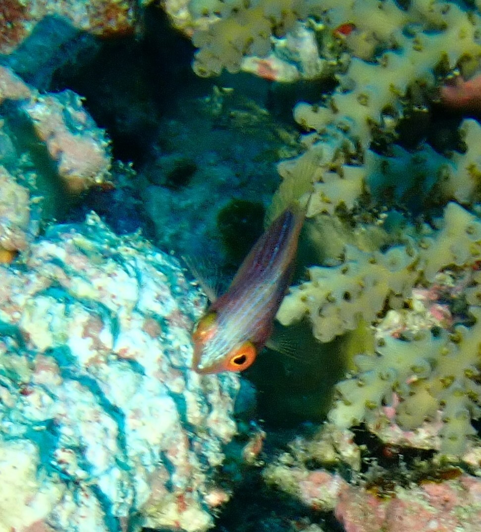 Cirrhilabrus scottorum Randall & Pyle, 1989