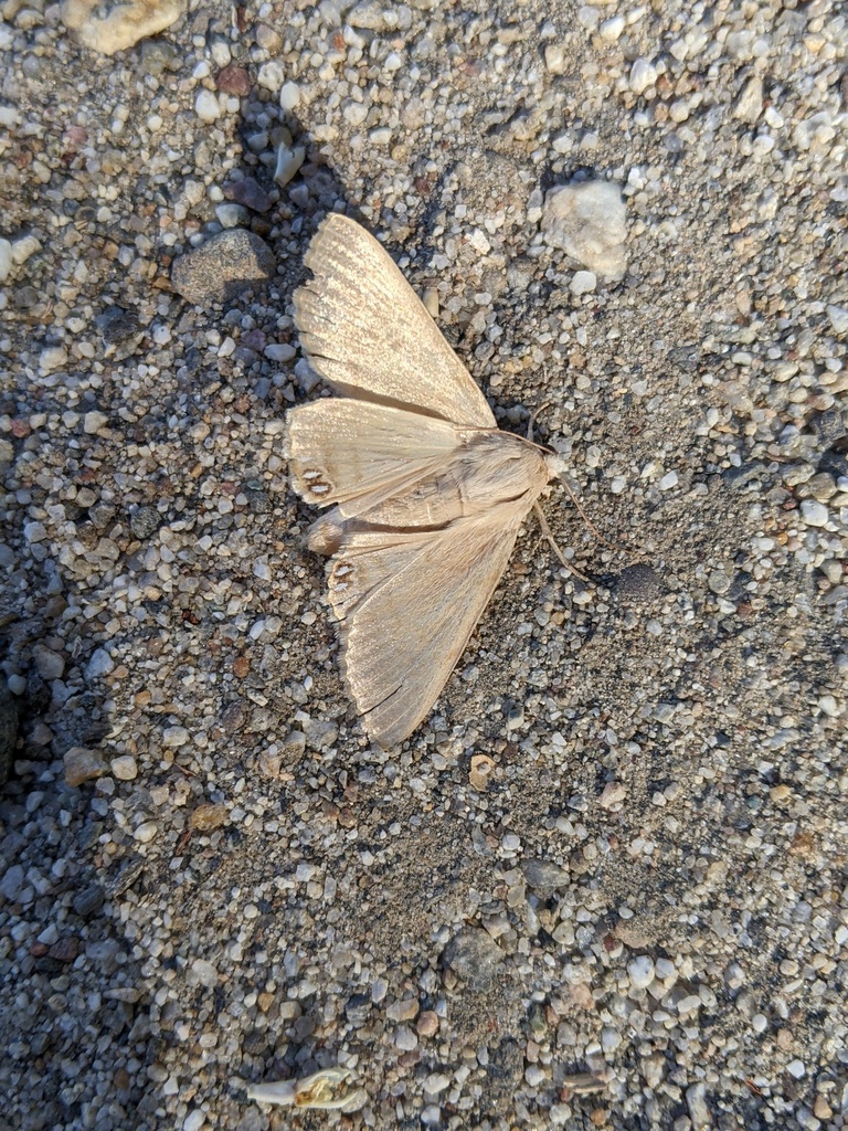 Palm Flower Moth from Riverside, California, United States on July 07 ...
