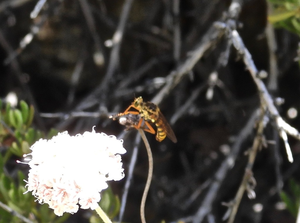 Callinicus pictitarsis from San Bernardino County, CA, USA on July 6 ...