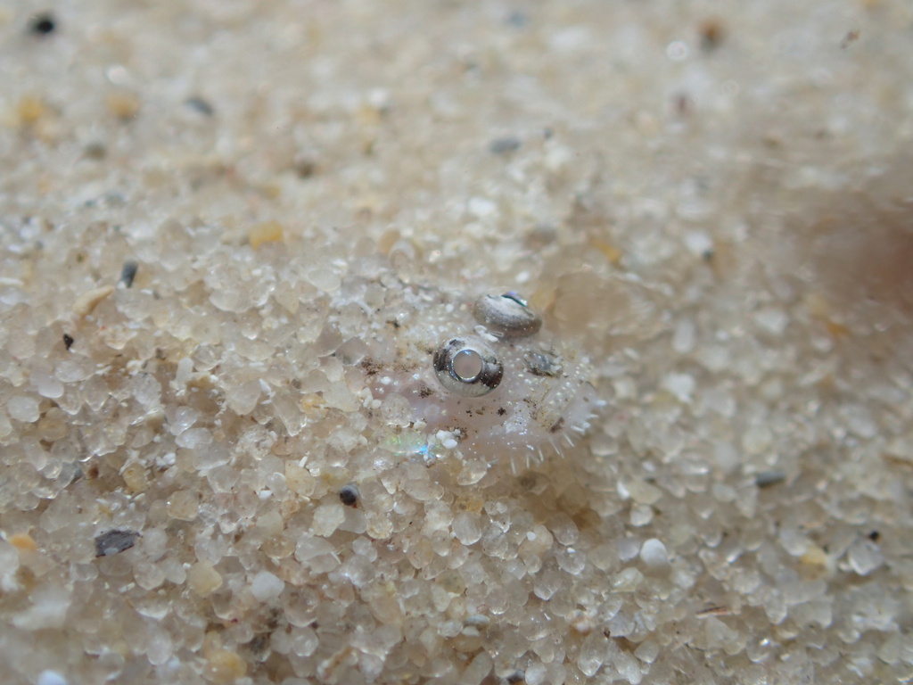 Cryptic Bearded Goby from Marine Parade, Cottesloe WA 6011, Australia ...