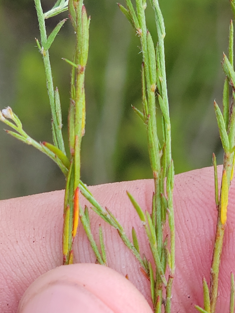 Sandhill Pinweed (Lechea torreyi) - Botanical Realm