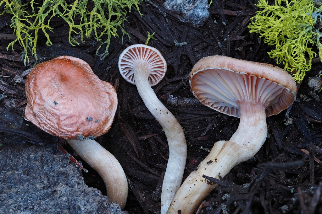 Hygrophorus goetzei from Shasta County, CA, USA on June 27, 2022 at 07: ...
