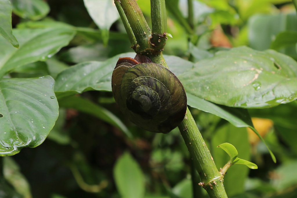 Puerto Rican Tree Snail from Río Grande on February 19, 2020 at 09:38 ...