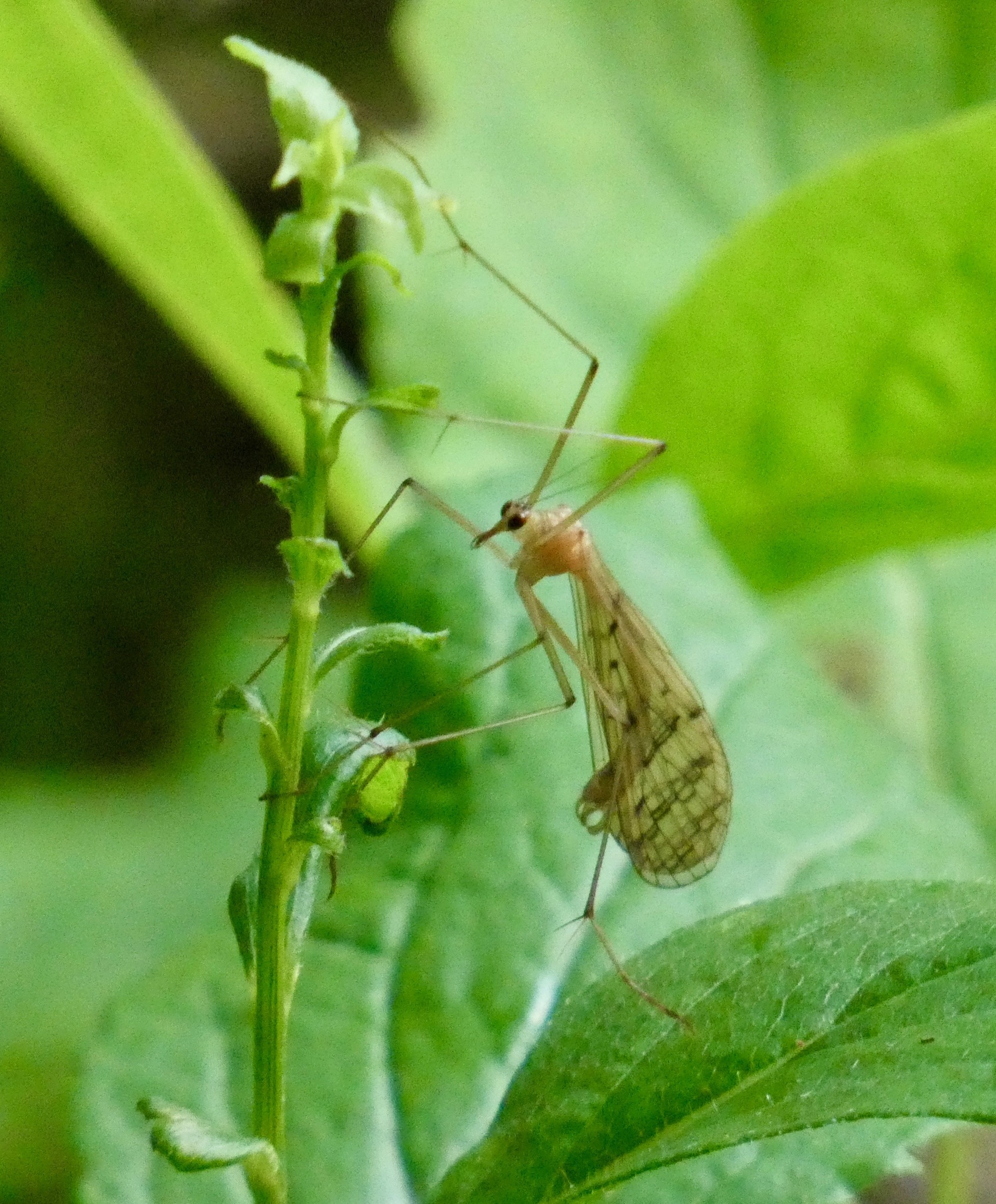Bittacus strigosus Hagen, 1861