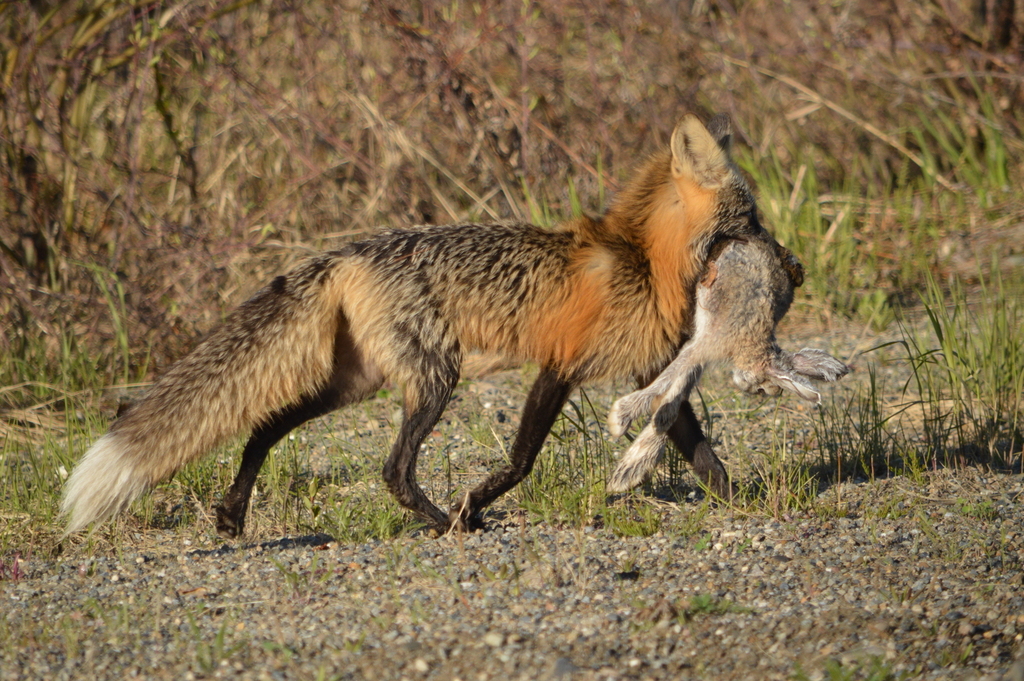 Red Fox (Vulpes vulpes) - Know Your Mammals