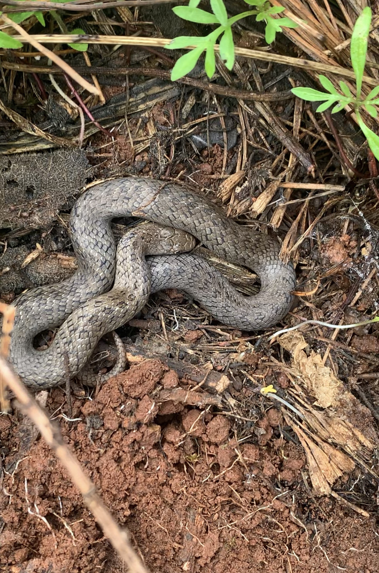 Conopsis biserialis (Taylor & Smith, 1942)