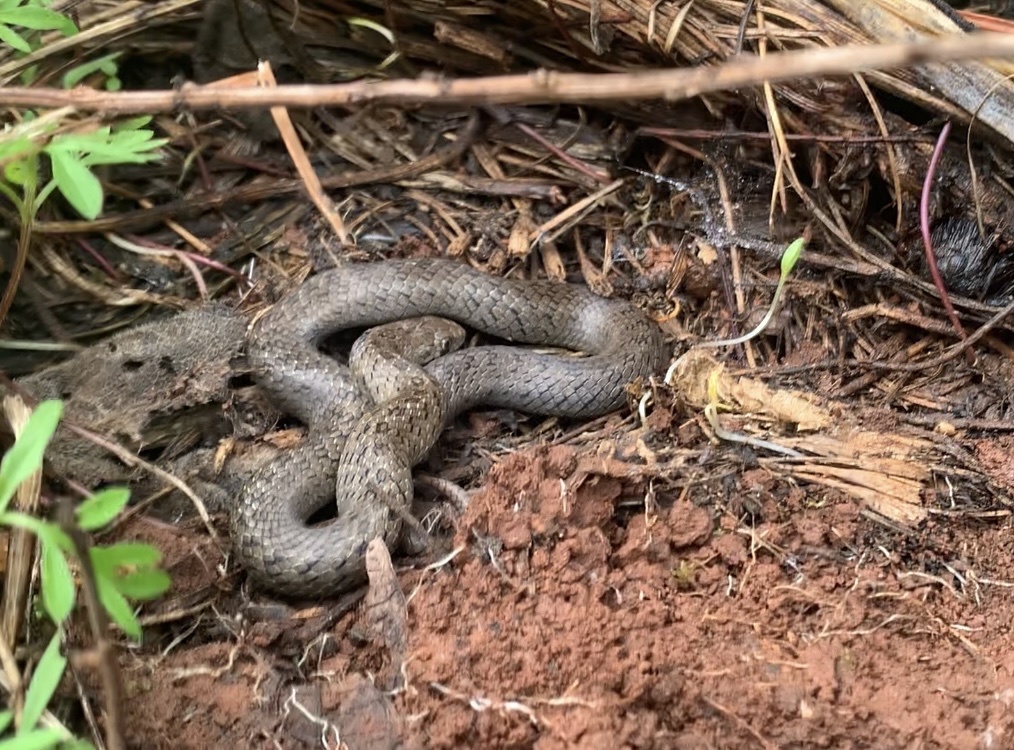 Conopsis biserialis (Taylor & Smith, 1942)