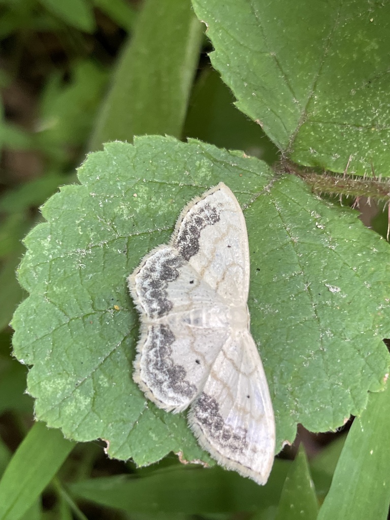 Large Lace-border Moth from Frederick Rd, Clarksburg, MD, US on July 08 ...