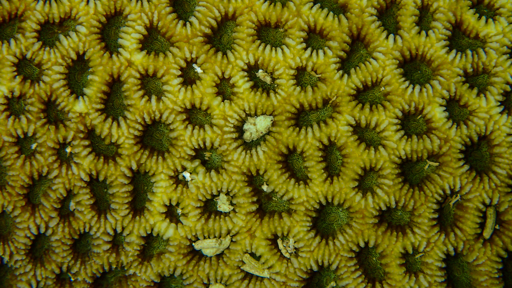 Dipsastraea from Asan, Guam on July 08, 2022 at 02:01 PM by Motusaga ...