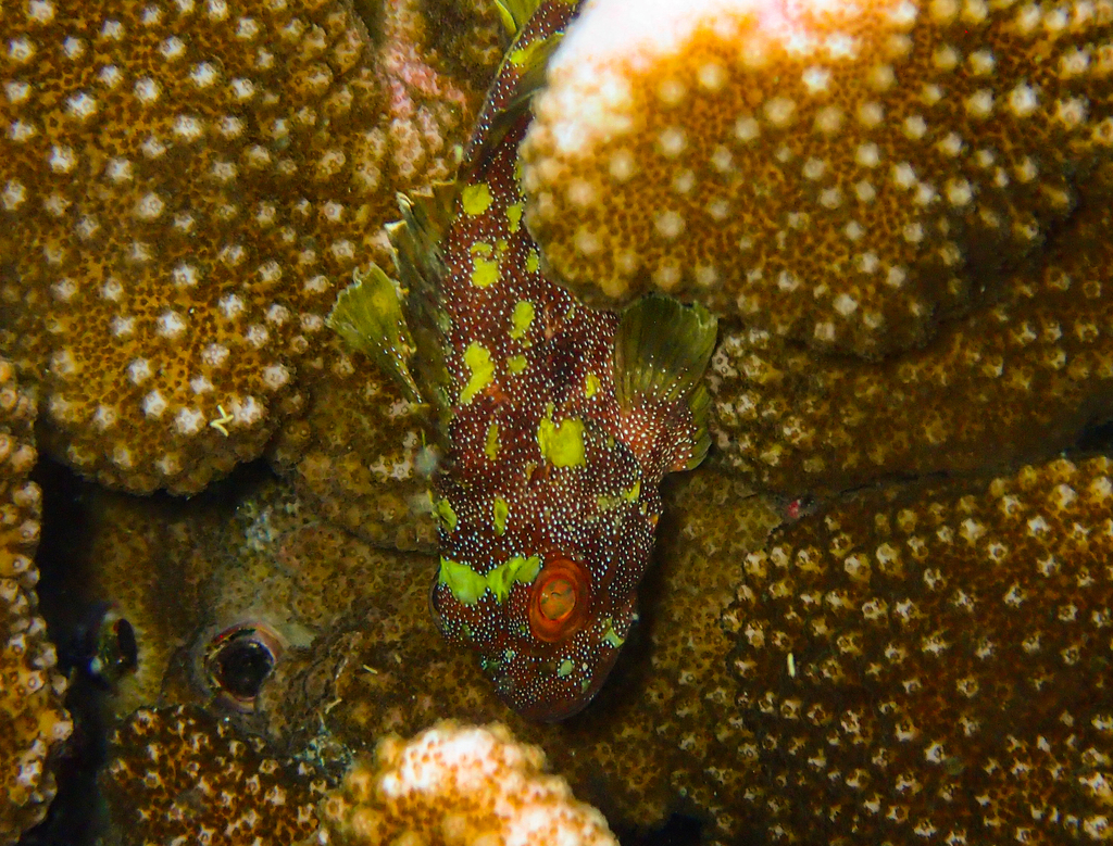 Scorpionfishes (Scorpaenidae) - Marine Life Identification