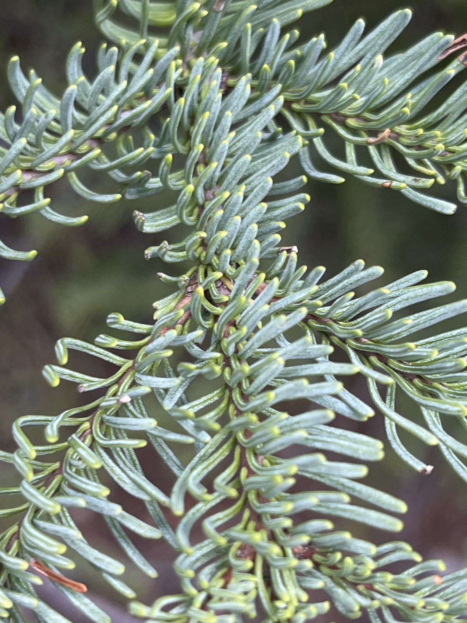 Abies magnifica var. shastensis Lemmon