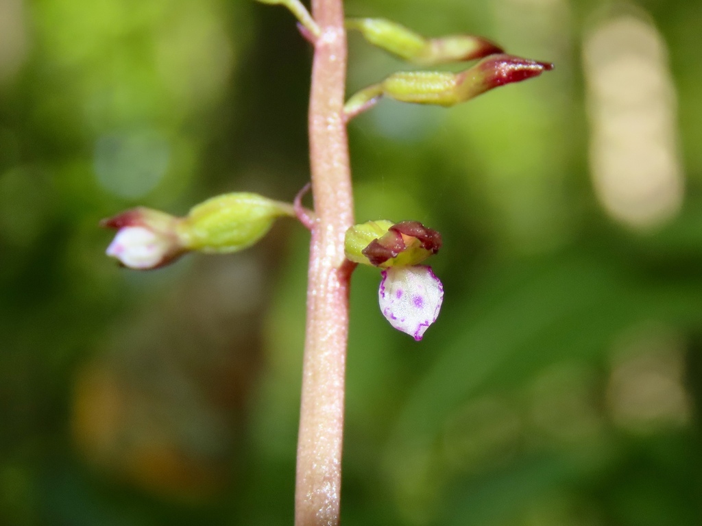 autumn coralroot in August 2020 by Josh Emm · iNaturalist