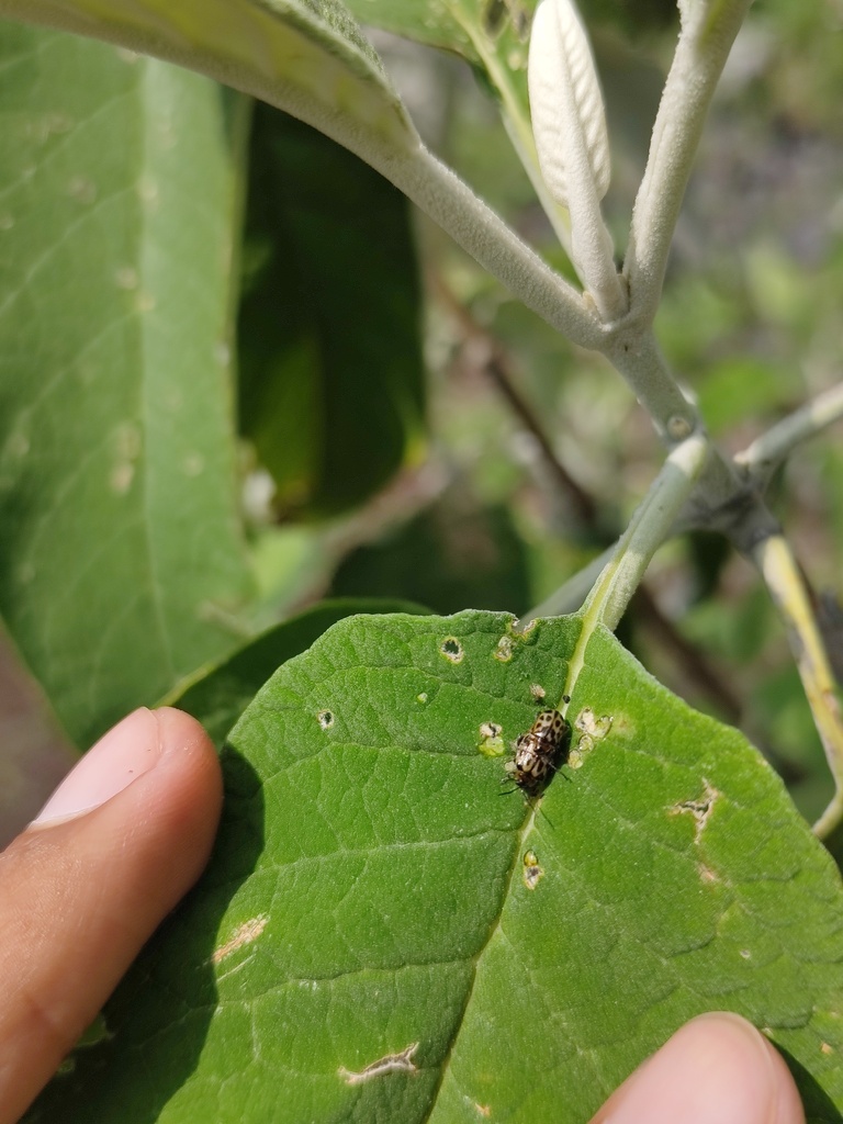 Capraita conspurcata from San Andrés Totoltepec, Ciudad de México, CDMX ...