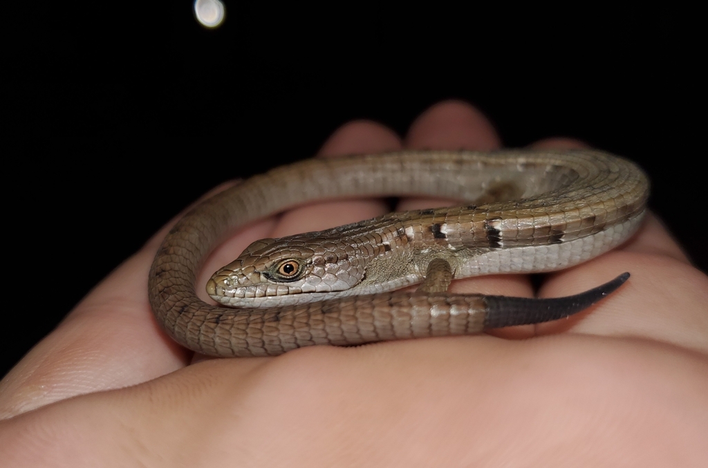 Southern Alligator Lizard from Montebello, CA, USA on July 07, 2022 at ...