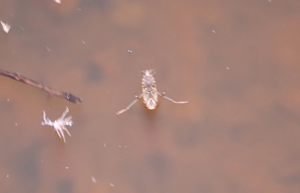 Milky Backswimmers from 江宁方山 on July 07, 2022 by 张艺言 · iNaturalist
