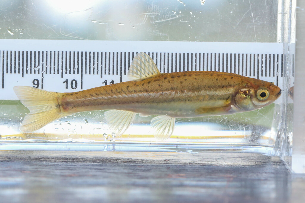 Northern Redbelly Dace in July 2022 by Gary Yankech · iNaturalist
