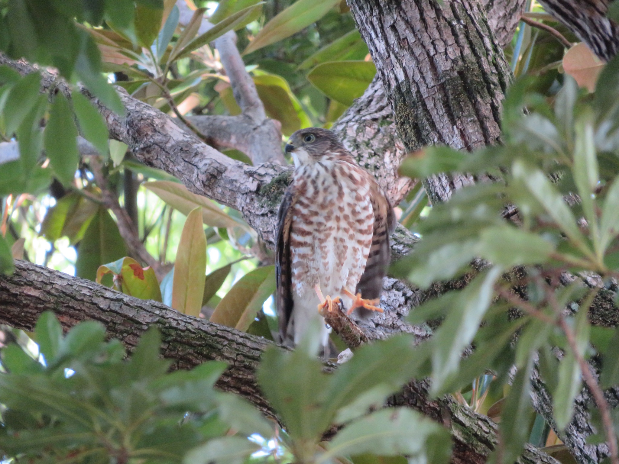Accipiter gularis (Temminck & Schlegel, 1844)
